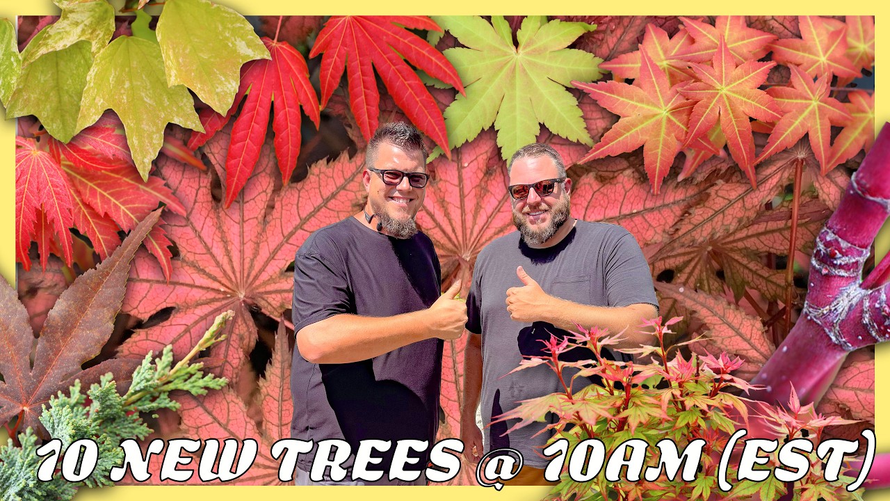 10 Uniquely Uplifting Japanese Maples @ 10AM | Rare Trees for the ...