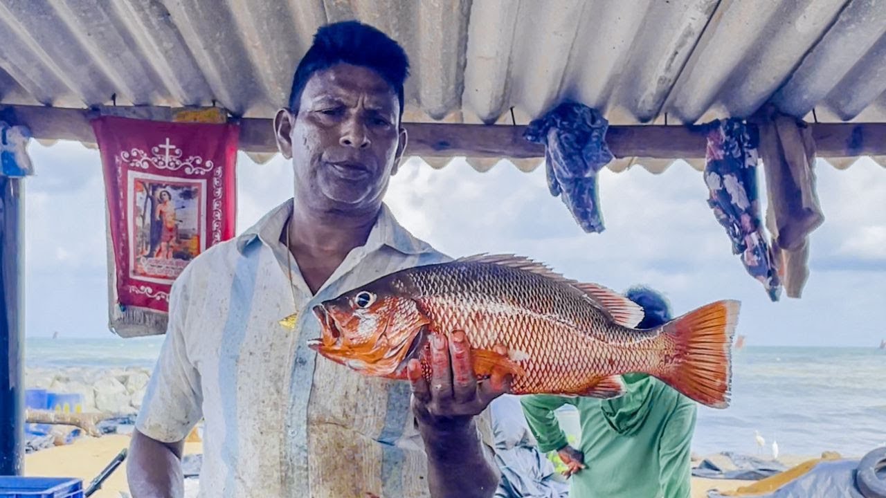 Amazing!! Island Village Best Sea Fishmarket Beautiful Snapper Fish ...