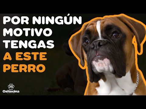BÓXER: 7 RAZONES PARA NO TENERLO