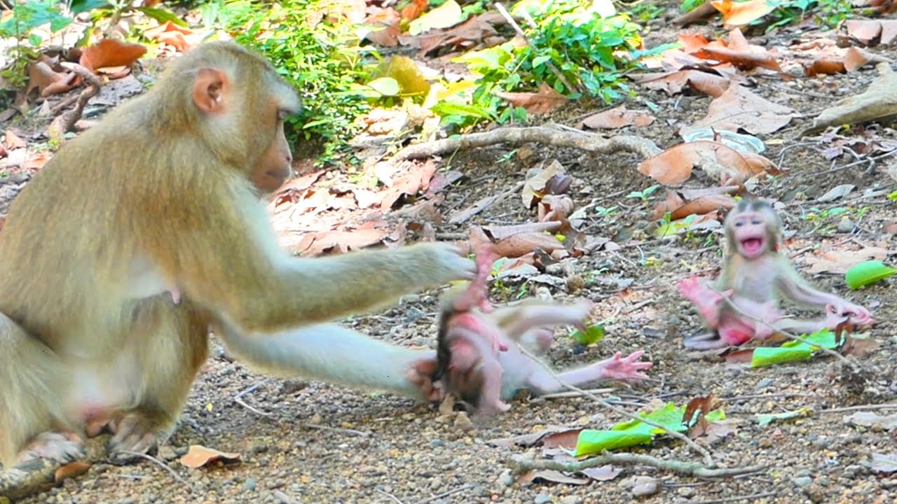 OMG !Little baby SABA crying out rotate on the ground - When Mommy ...