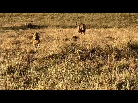 Male Lion Takes on Two Nomads Alone