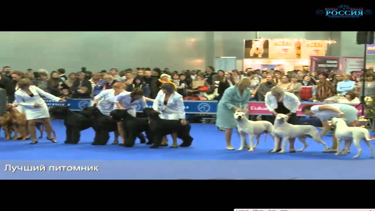 Inter Dog Show "RUSSIA-2012". Breeder groups. - YouTube