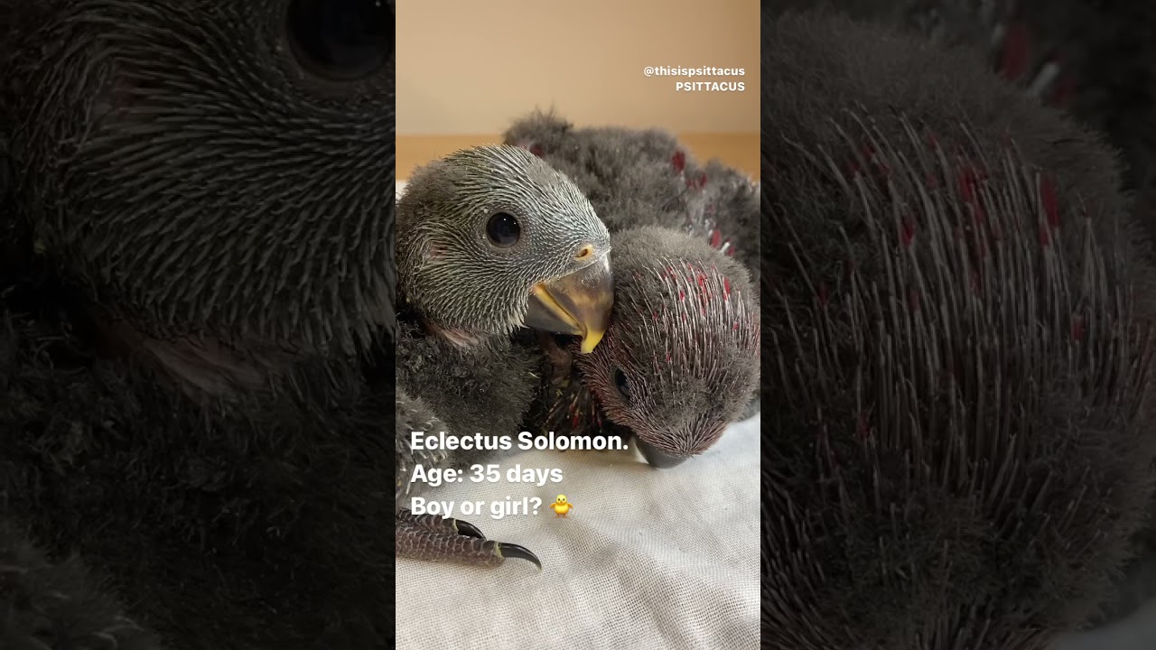 Baby Eclectus Parrot