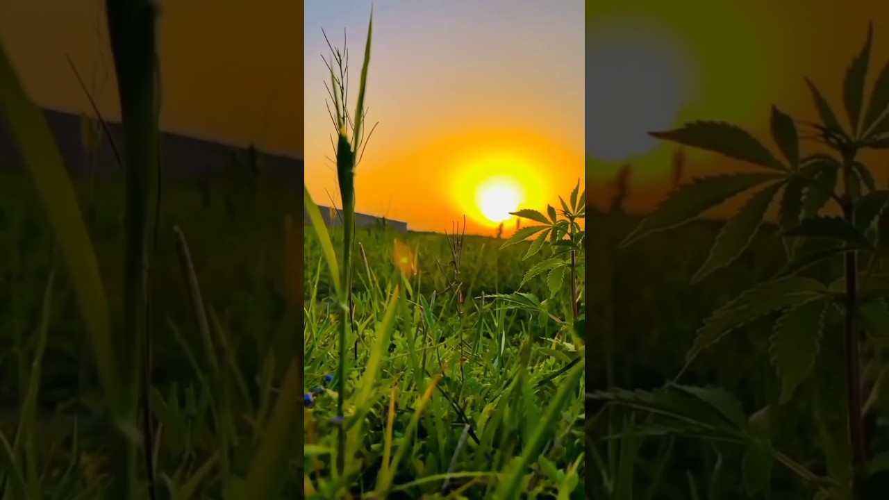 Nechar video #newstutasvideo #editing #veral #shorts #nechar - YouTube