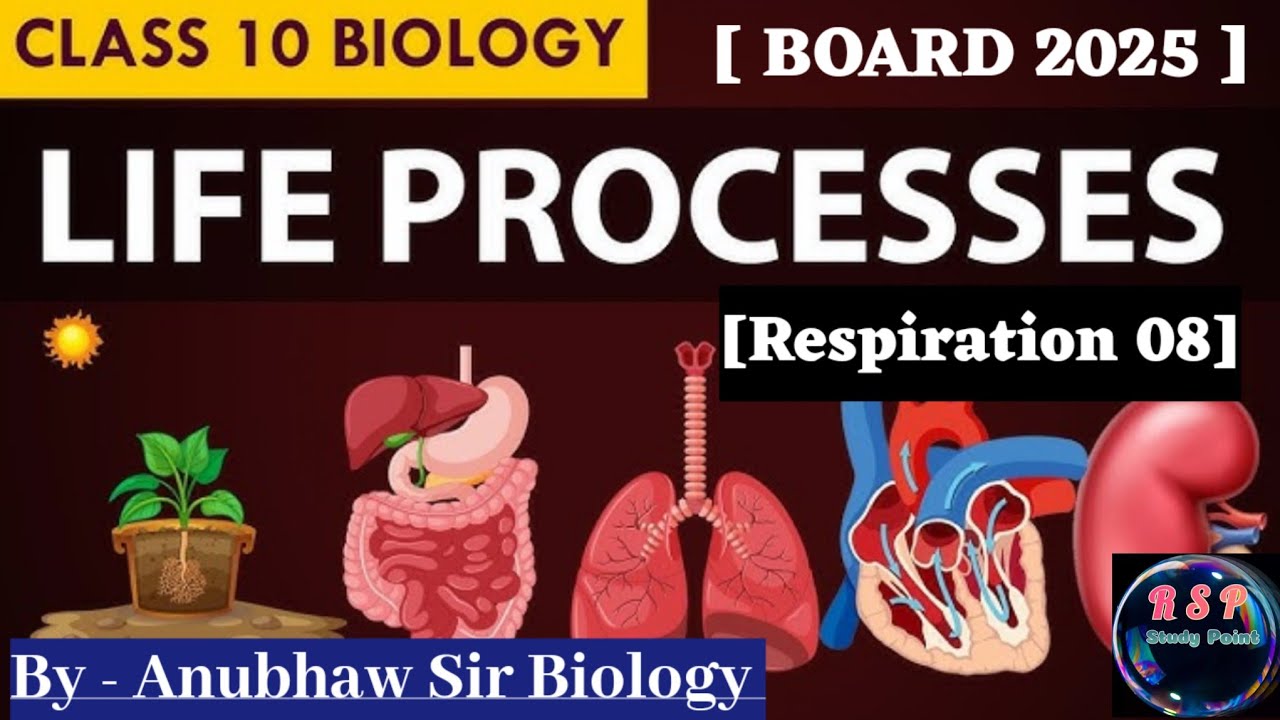 Breathing and Respiration ll Human Respiratory System ll Life Processes ...