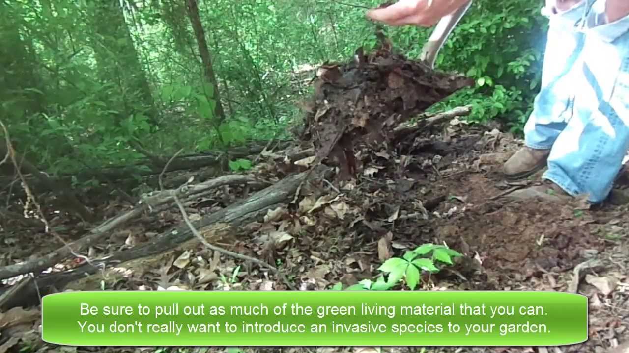 How To Get 100% FREE Organic Compost - YouTube