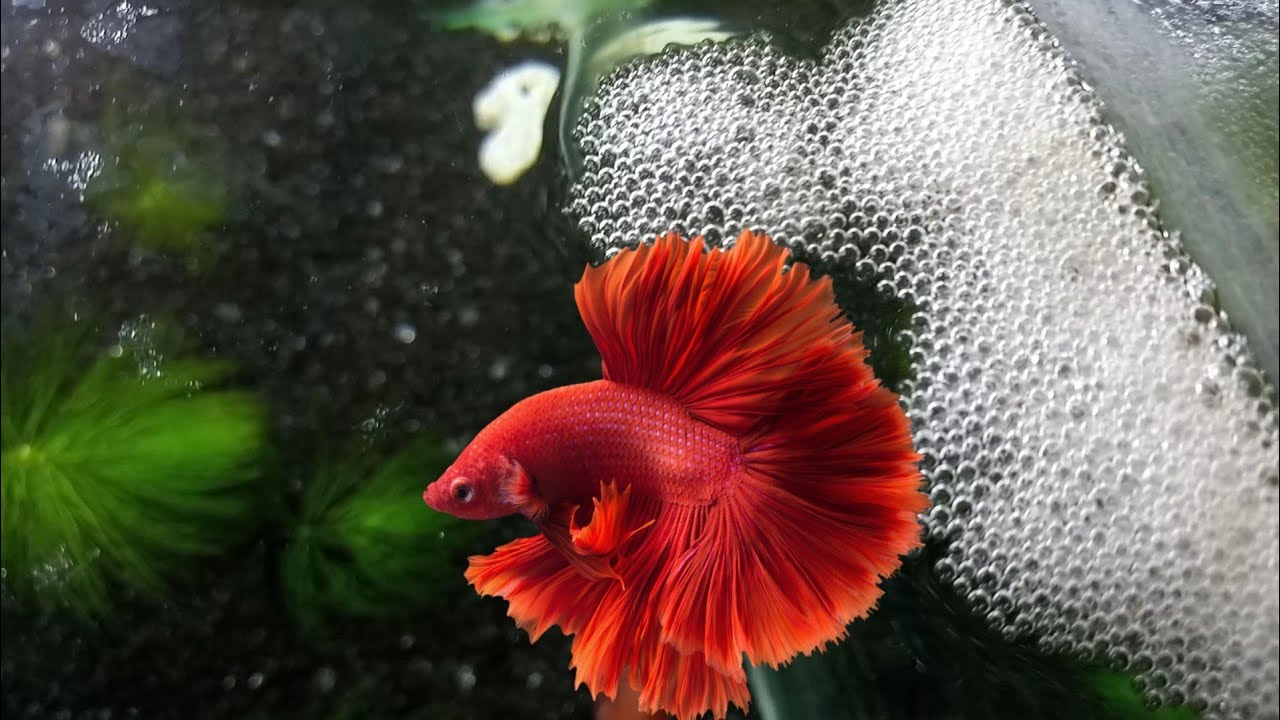 Happy And Healthy Betta Makes Bubbles - YouTube