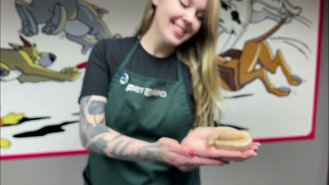 Snakes with Samantha: Banana Cinnamon Ball Python - YouTube