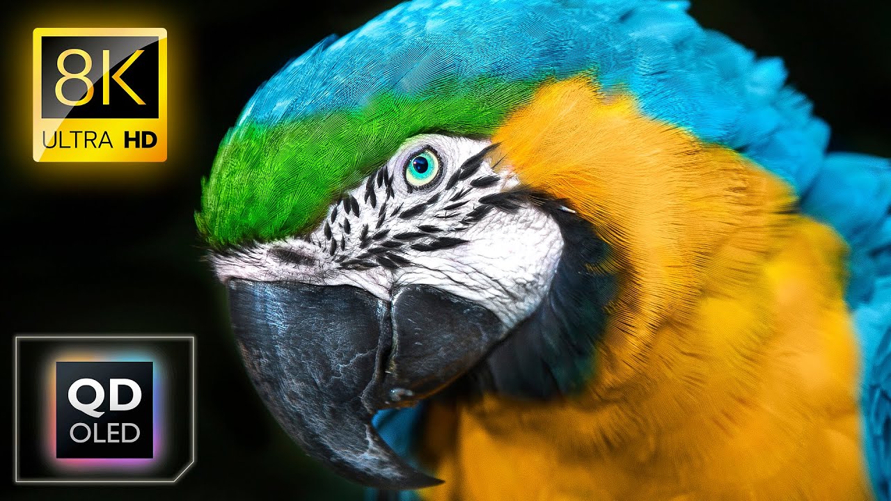 ANIMAL ADVENTURE: Journey into the Wild Planet 8K VIDEO ULTRA HD HDR ...