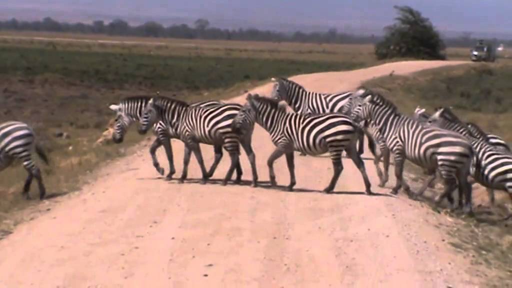 protest of human infiltration in animals territory - YouTube