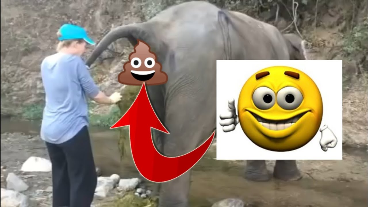 GIGA CACA D'ÉLÉPHANT !! - YouTube
