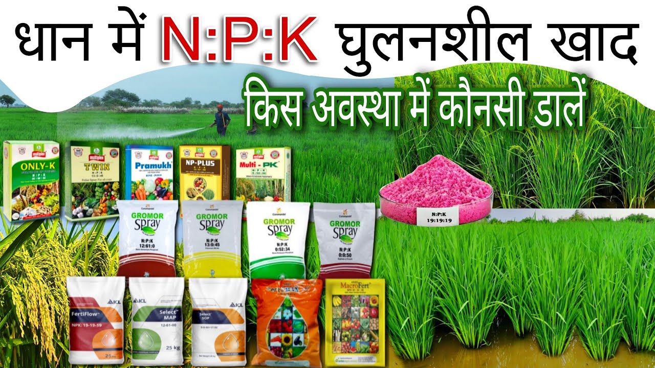 धान में NPK घुलनशील खाद कब और कौनसी ग्रेड स्प्रे करें | Water Soluble ...