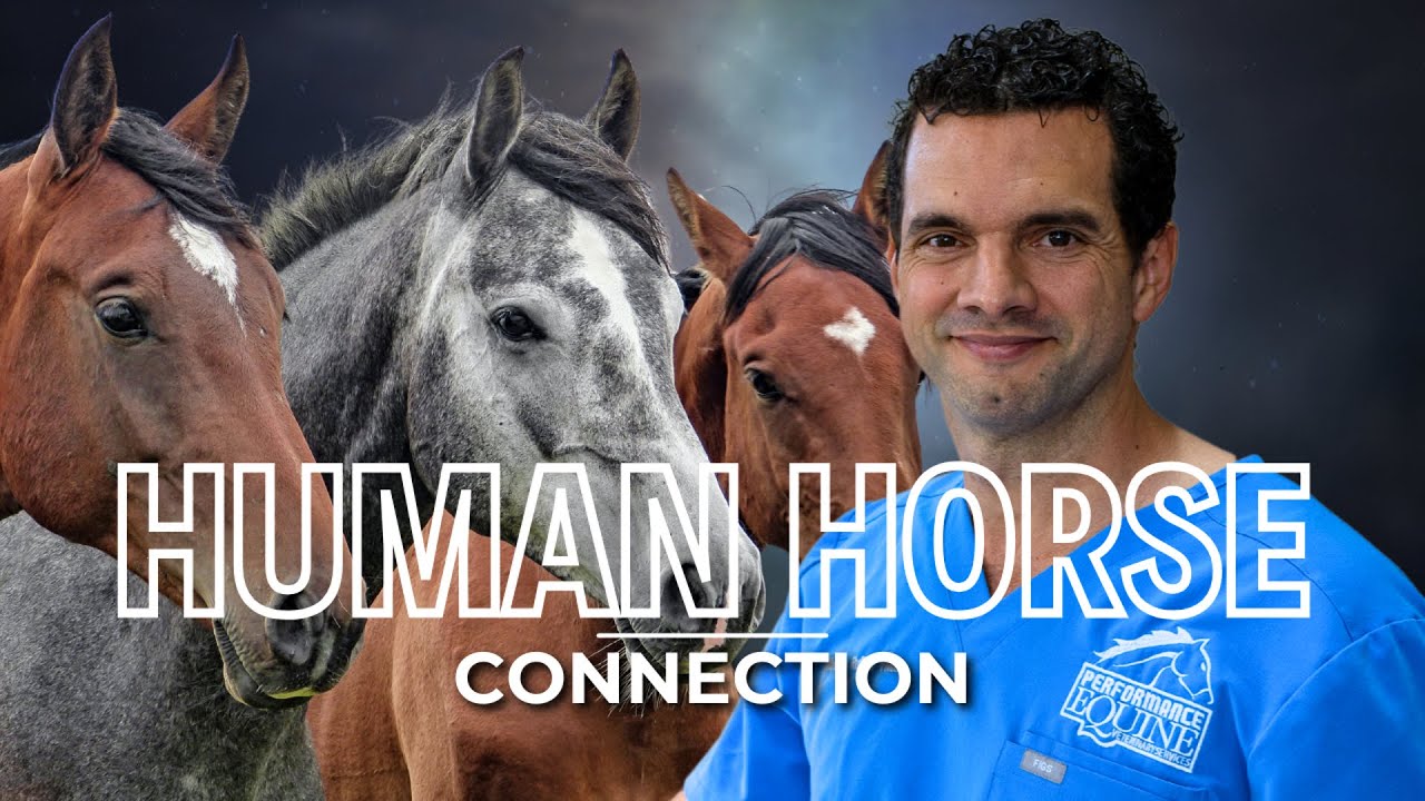 The Heart Connection Of The Human and Horse Experience | ***Real Story ...