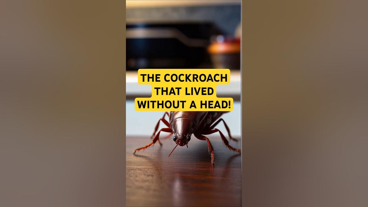 The Unstoppable Cockroach: A Survivor’s Tragic Fate - YouTube