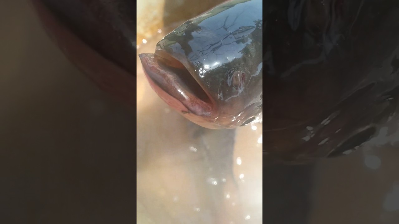 world famous khapi khaya fish 2023..🐋🦈🐬🐟😱😱😱😱 - YouTube