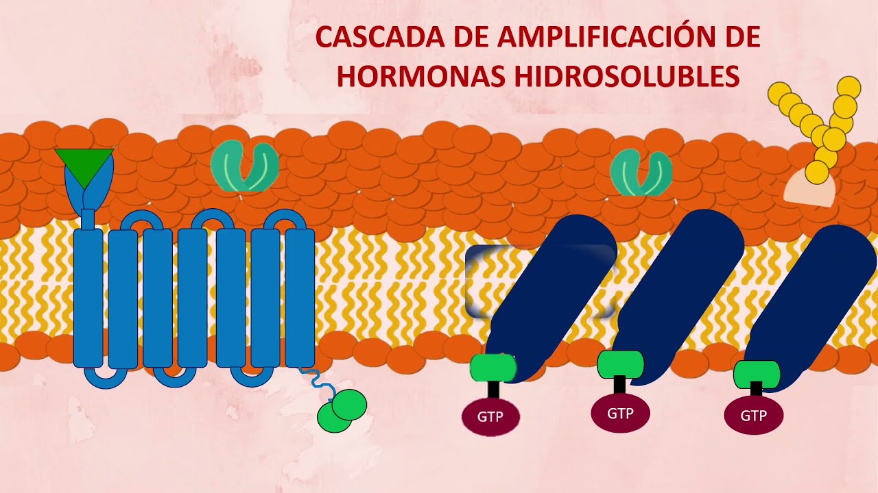 Mecanismos de Señalización Hormonal - YouTube
