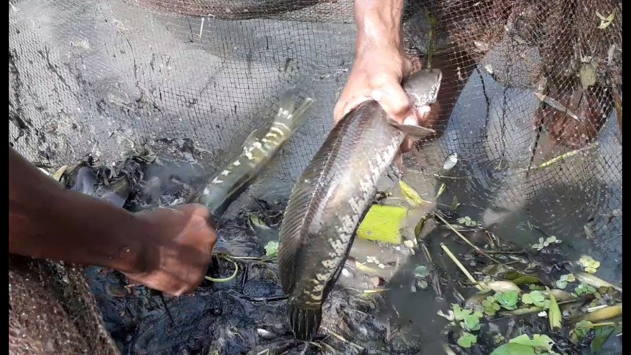 Primitive Net Fishing Video In Village Canal II Amazing Net Fishing ...