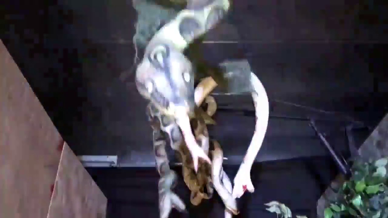 Snake Surprise Animated Prop - YouTube