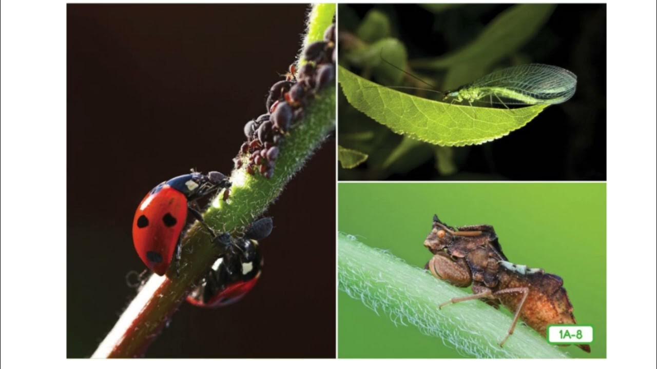 Grade 2 Amplify Knowledge Domain 7 Lesson 1 - YouTube