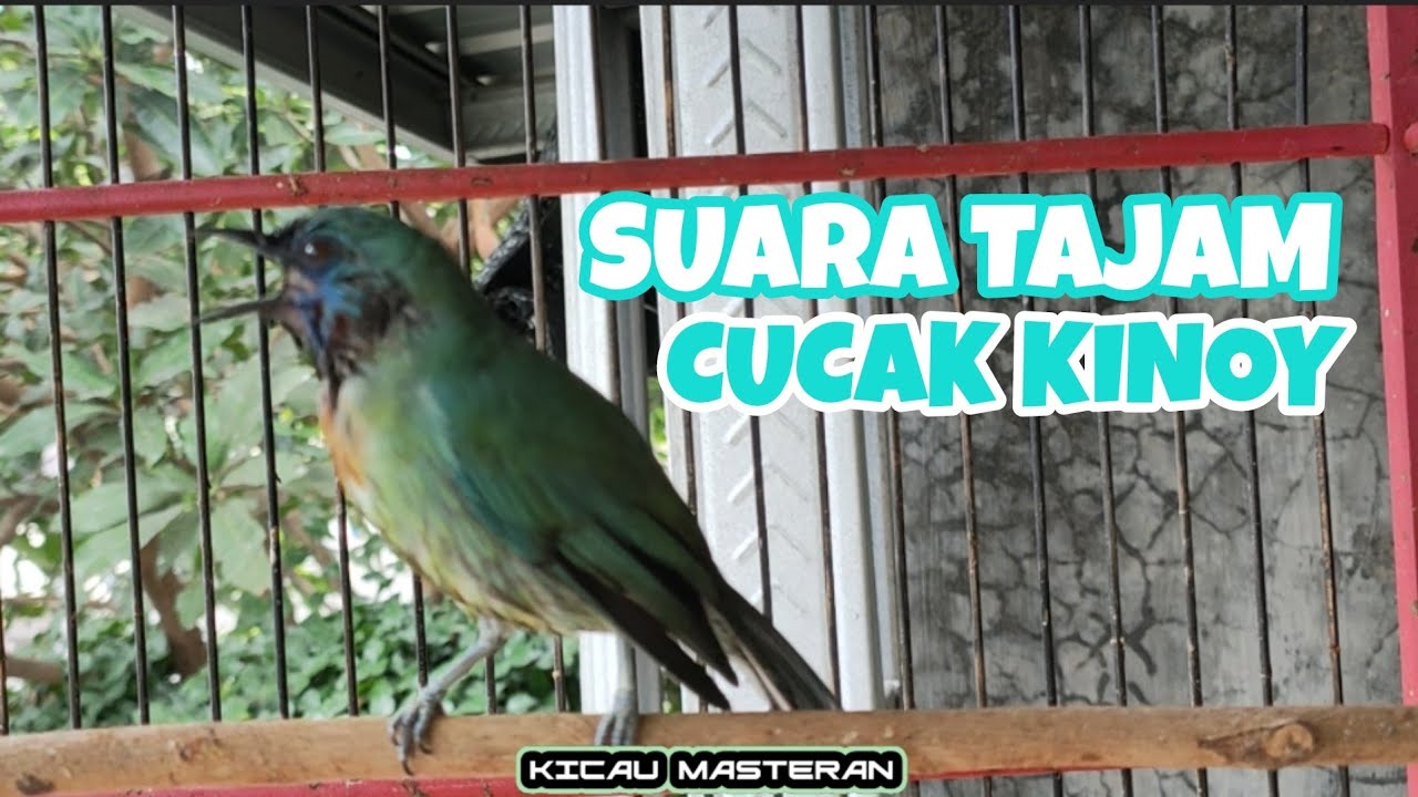 Suara Tajam!! Cucak Kinoy - YouTube