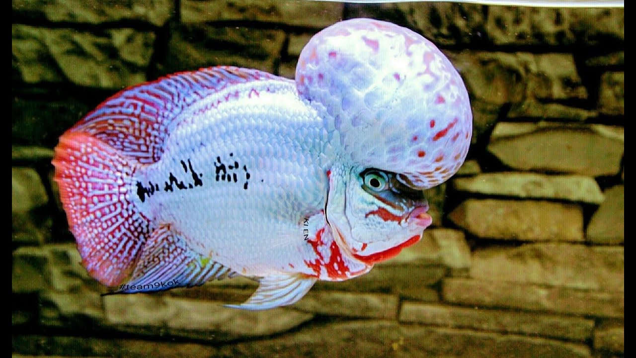 Beautiful & Cool King Kamfa Flowerhorn Fish | Flowerhorn Boss - YouTube