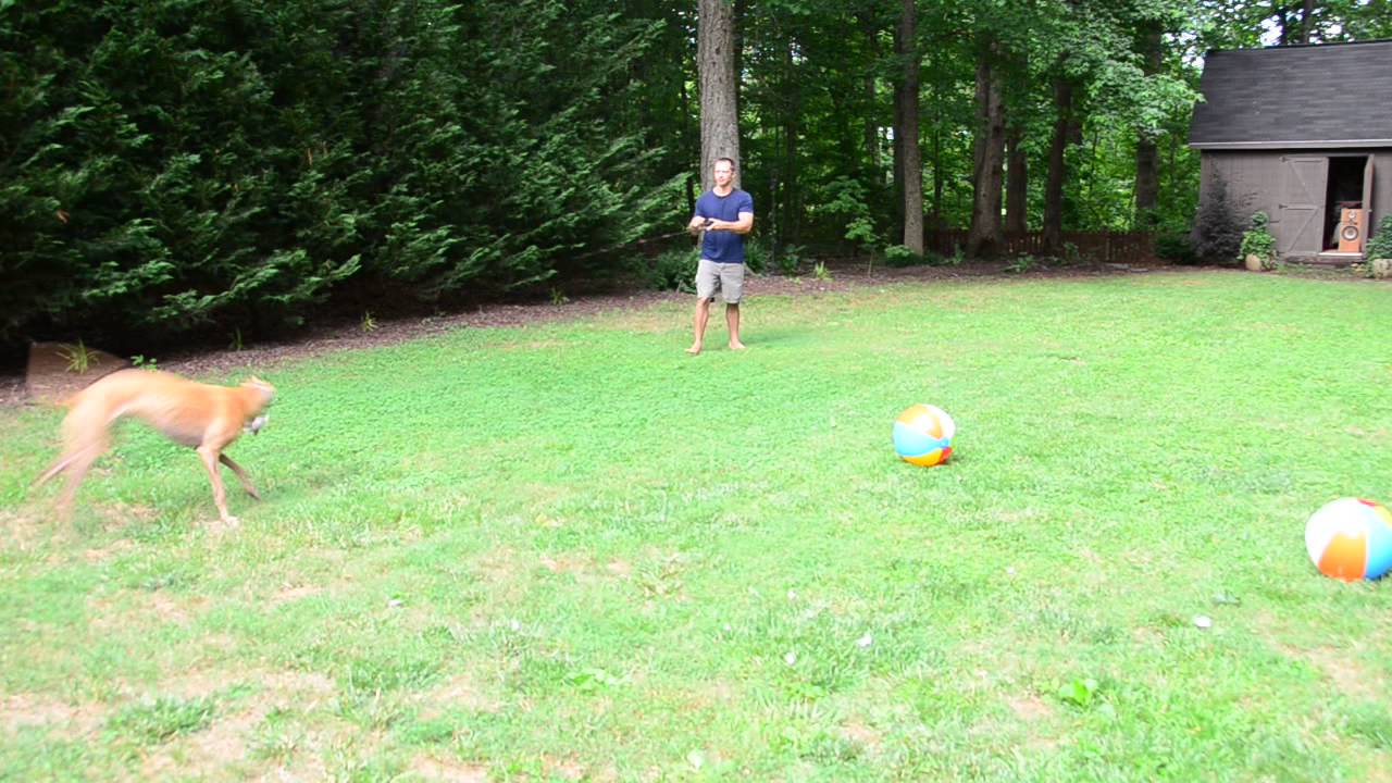 fishing for greyhounds - YouTube