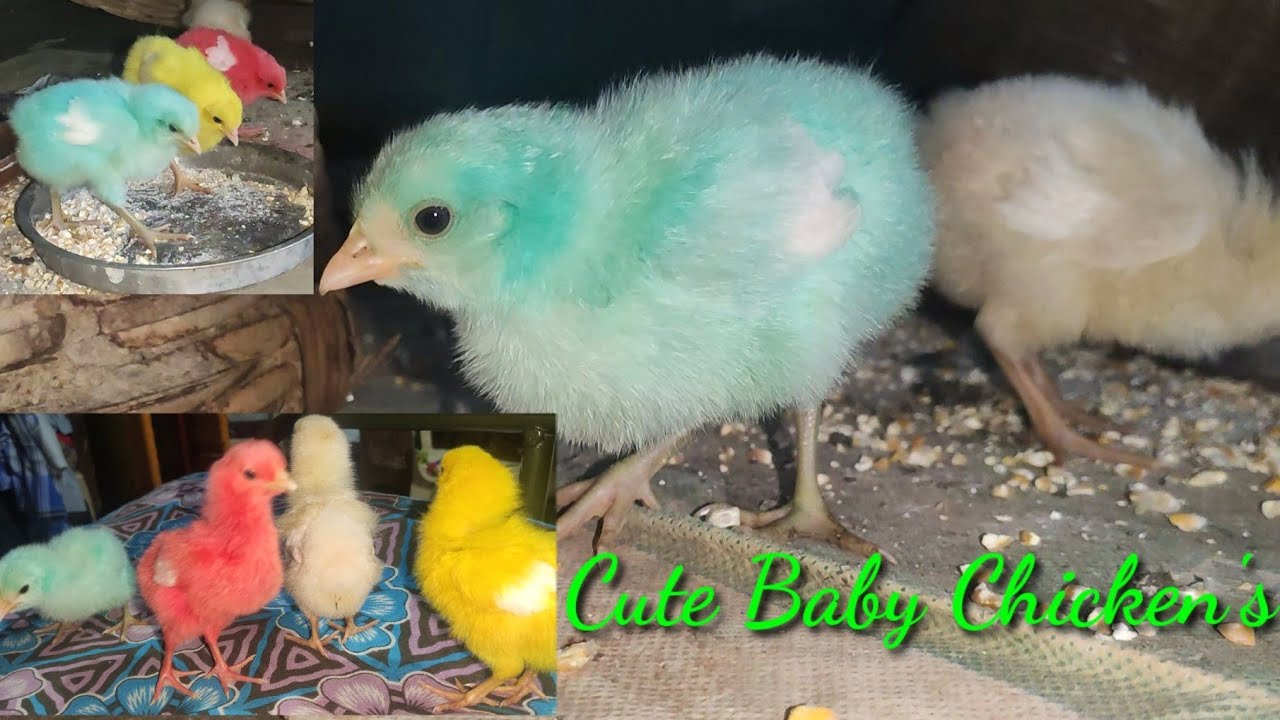 Baby Chicken | Feel The Better Experience | Cute Baby Chicken - YouTube