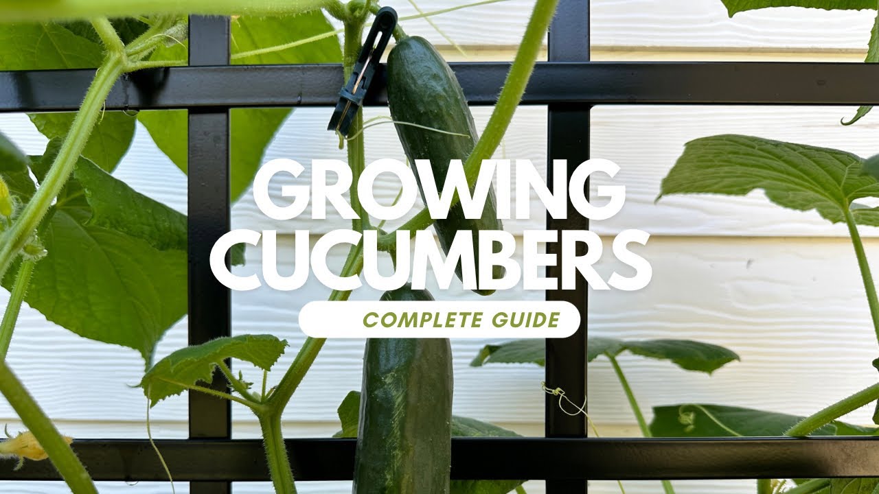 How To Grow Cucumbers At Home | My Secret Sauce - YouTube