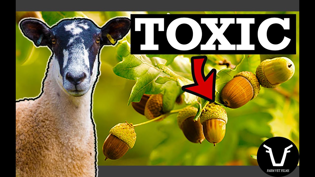 AN UNEXPECTED POISONING? | TECHNICAL #65: Acorn Toxicity - YouTube
