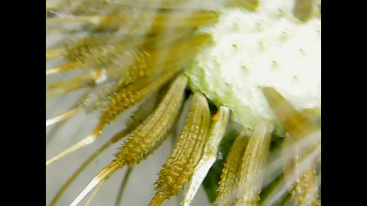 DANDELION produces LATEX! Seeds, stems and roots under a microscope ...