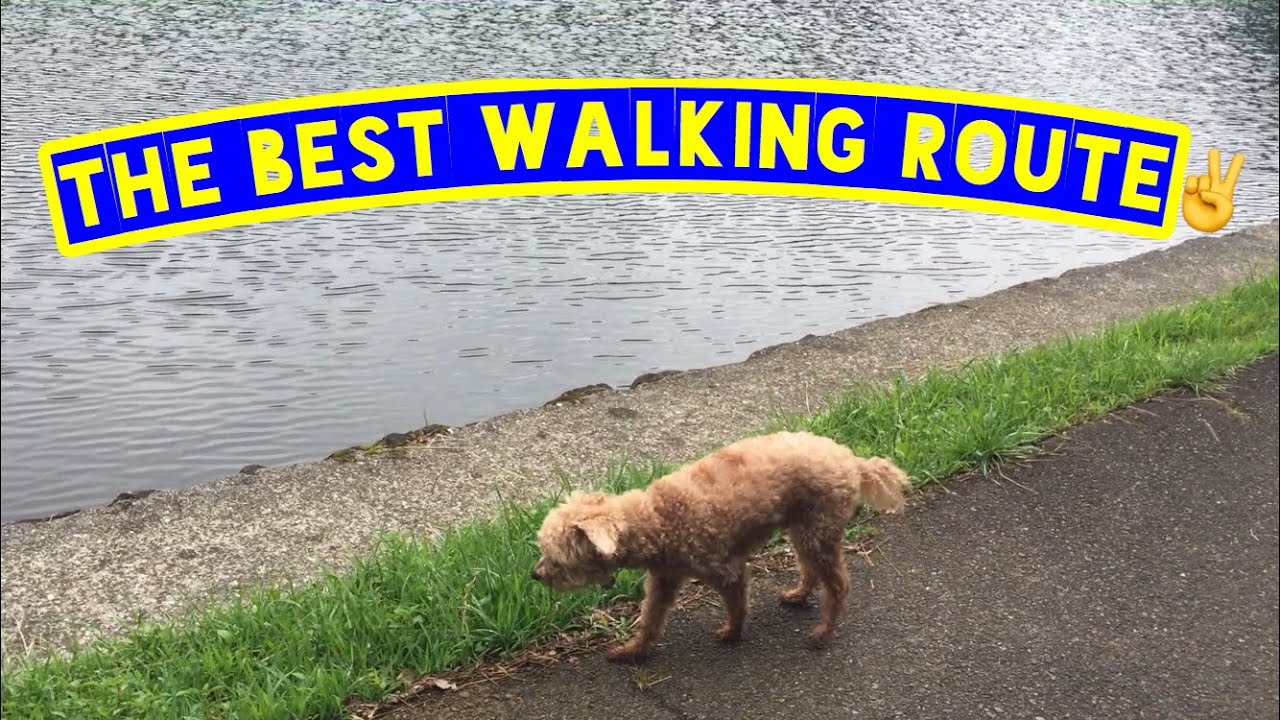 Walking with Meru kun. The best walking route. The warber is crying ...