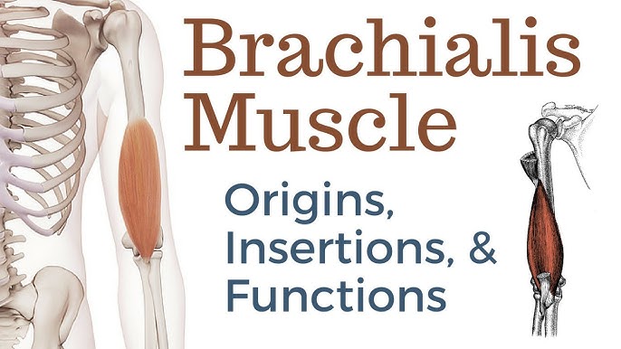 Brachialis Origin And Insertion