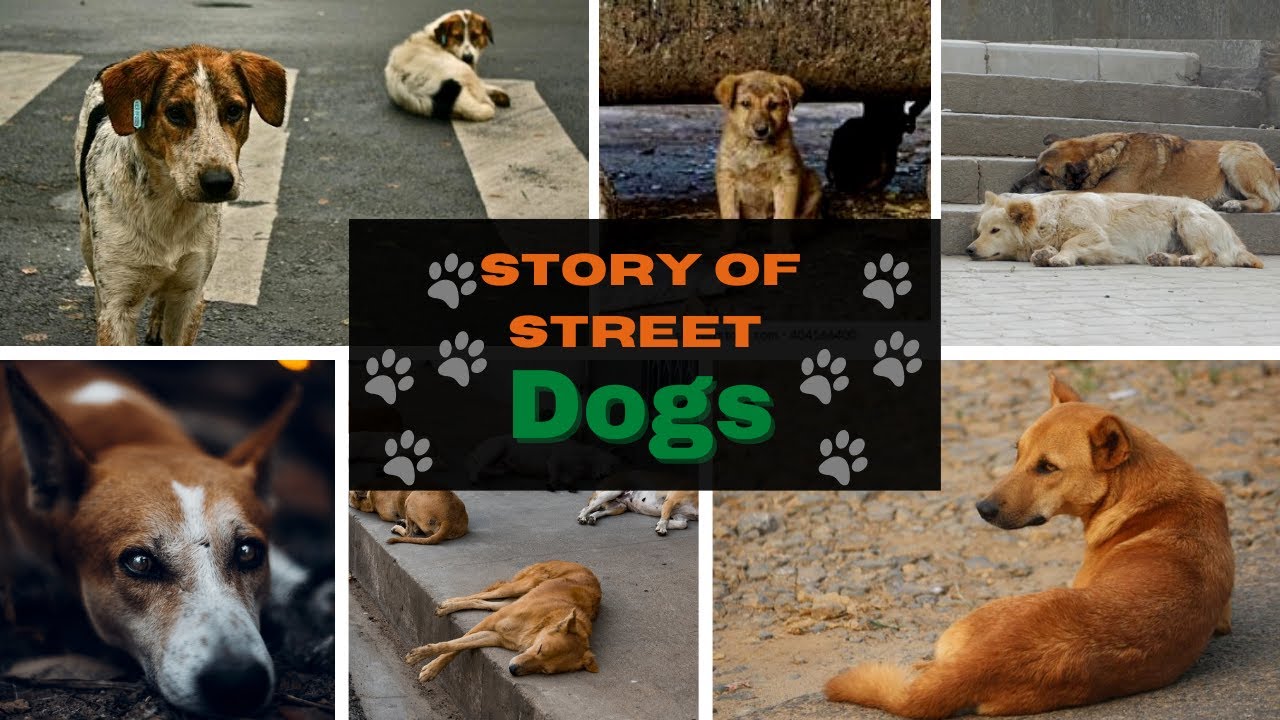 The Incredible Journey of a Street Dog: You Won't Believe What Happens ...