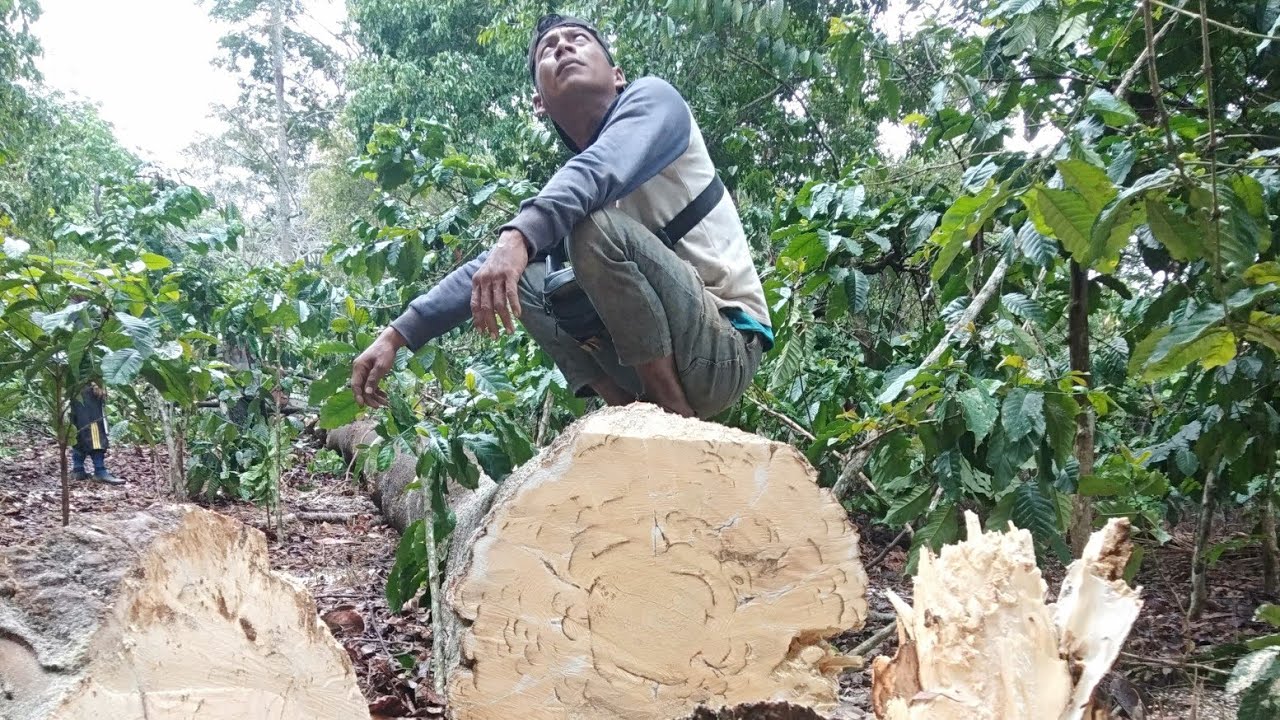 part19 ojex palang tergila membawa kayu super besar - YouTube