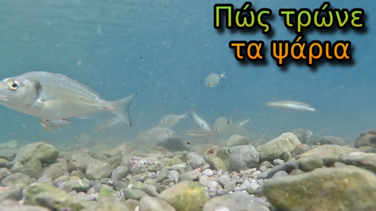 Πώς τρώνε τα ψάρια στο βυθό - YouTube