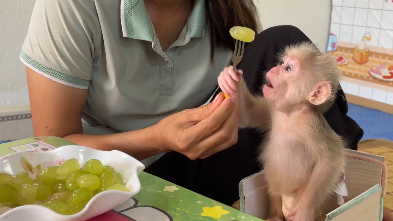 Cute and obedient baby monkey Abi is well cared for by her mother - YouTube