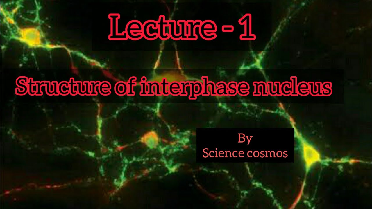 Lecture - 1 INTERPHASE NUCLEUS - YouTube