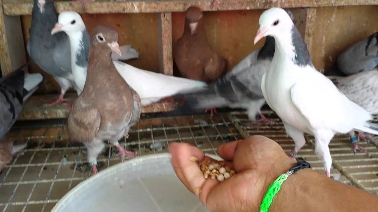 English tipplers (anwars) - YouTube