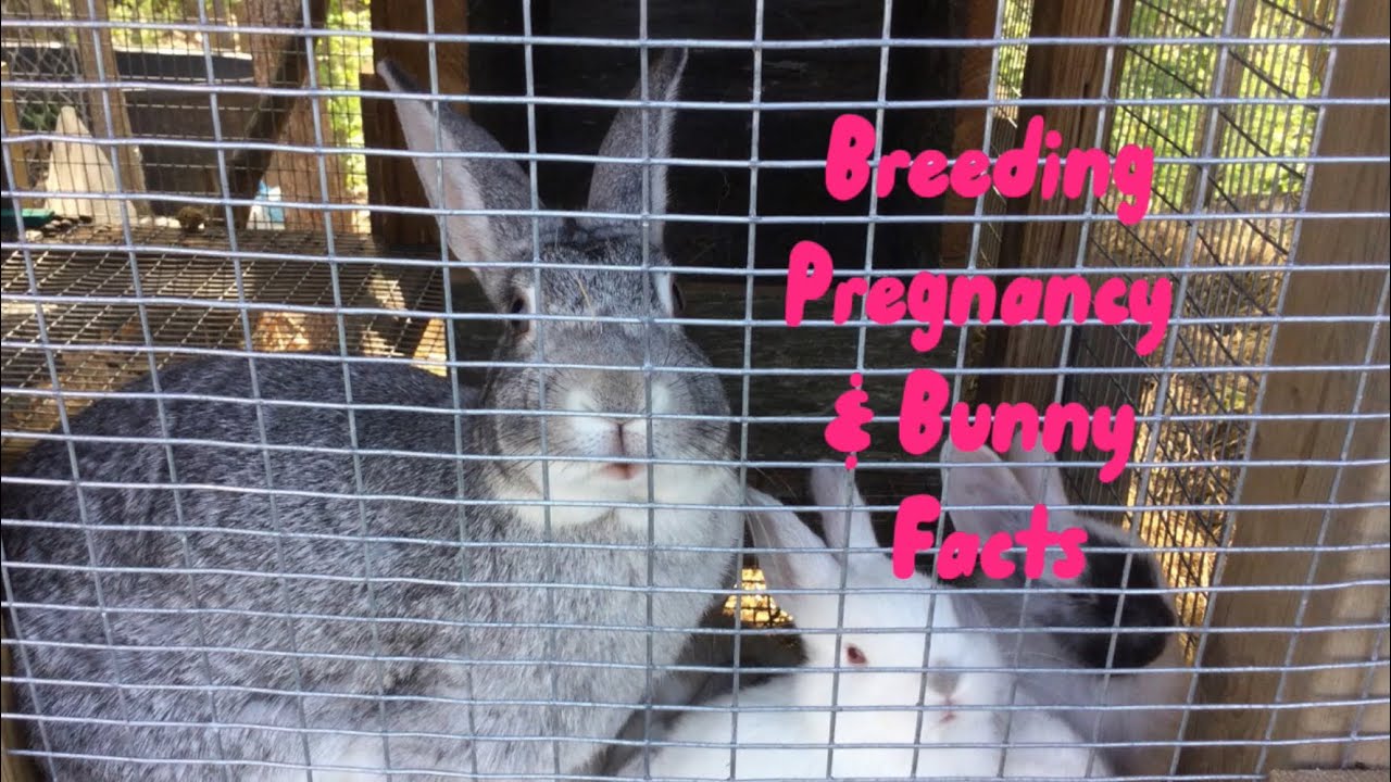Bunny Breeding/Pregnancy/& Other Facts!🐰 - YouTube