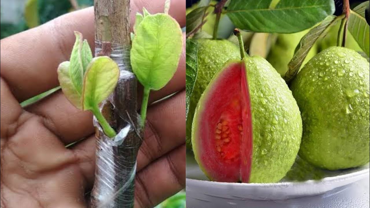 Fruit tree grafting techniques for home - YouTube