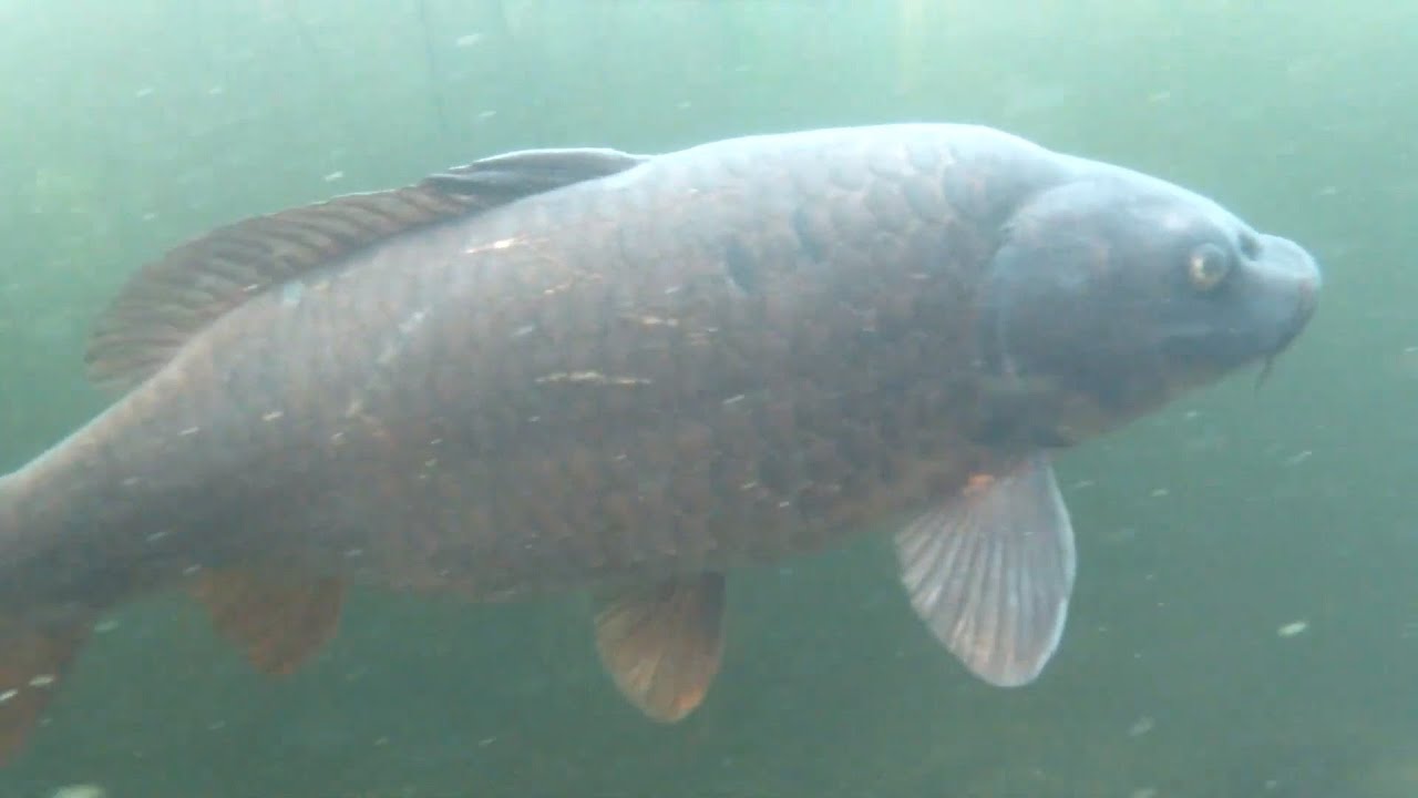 Carp filmed underwater with gopro - Karp undervattensvideo - YouTube