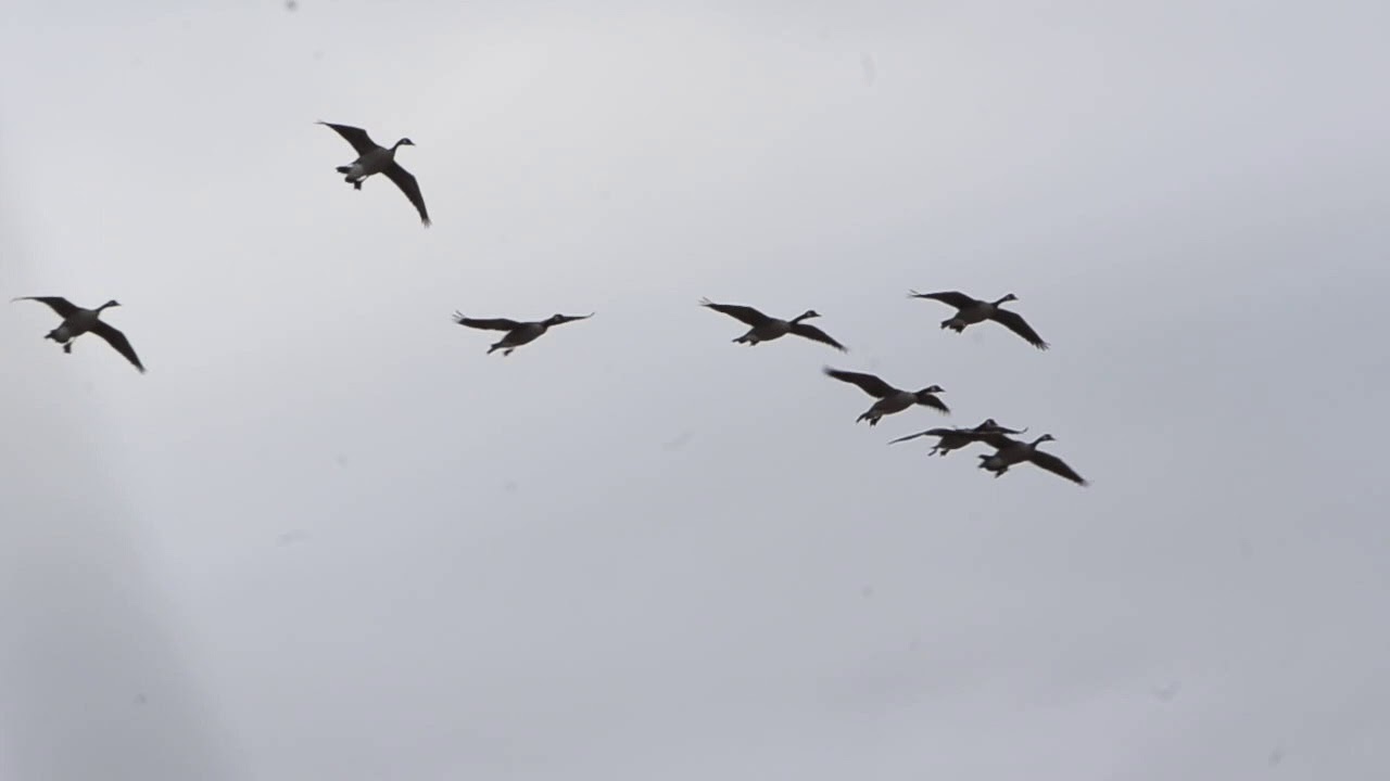 Hunting Waterfowl in Alberta with Northern Winds Outfitting. Alberta's ...