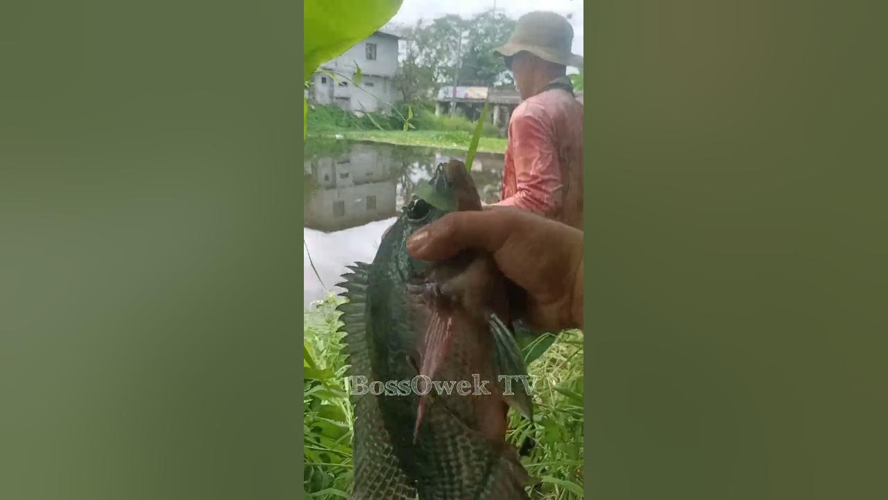 (Part4) Biglang nagsilabasan ang malalaking tilapia sa ilog - YouTube