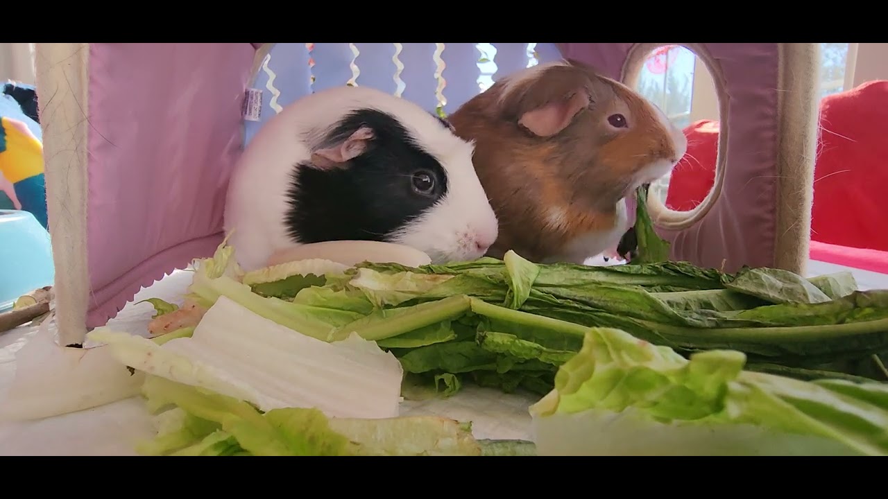 cute happy guniea pigs eating sound calming relaxing soothing # ...