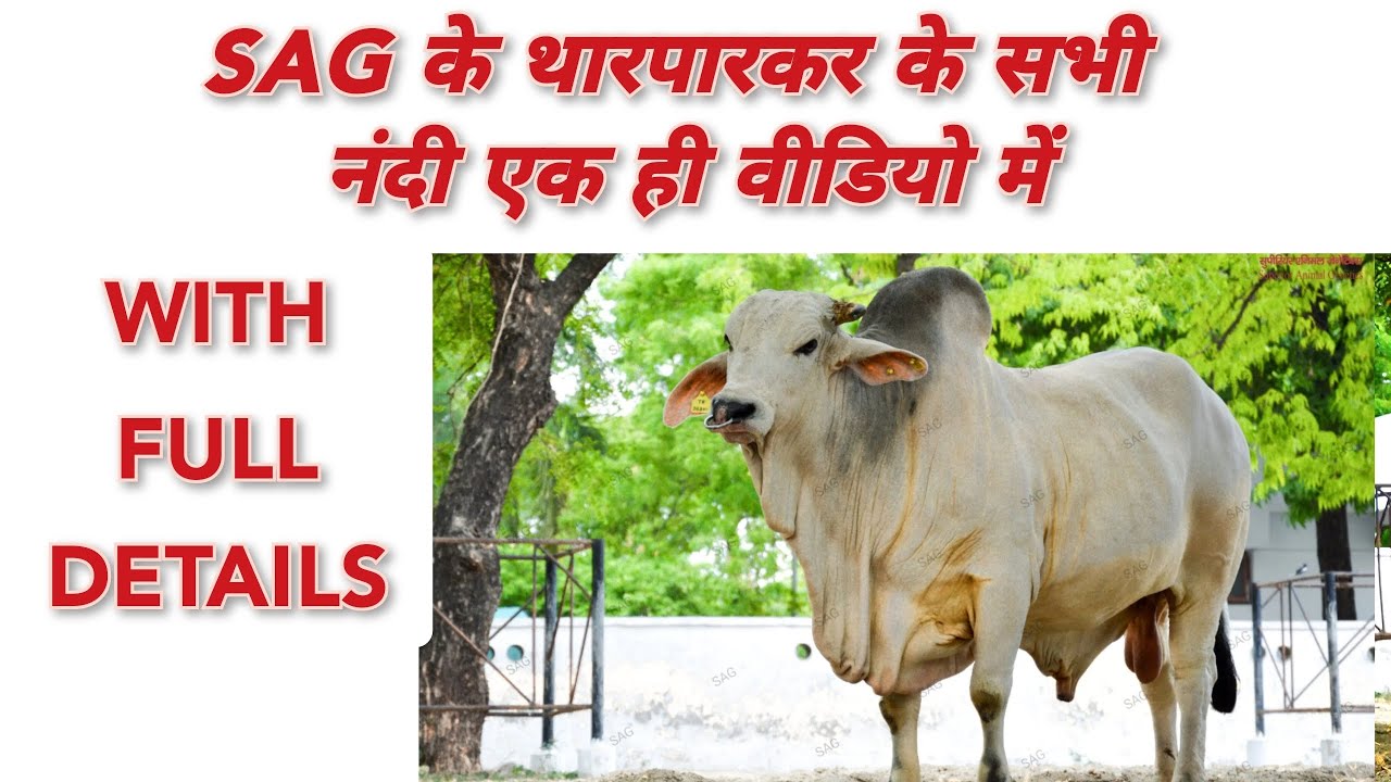 #sag के सभी #tharparkar #bulls एक ही वीडियो में WITH FULL DETAILS। # ...