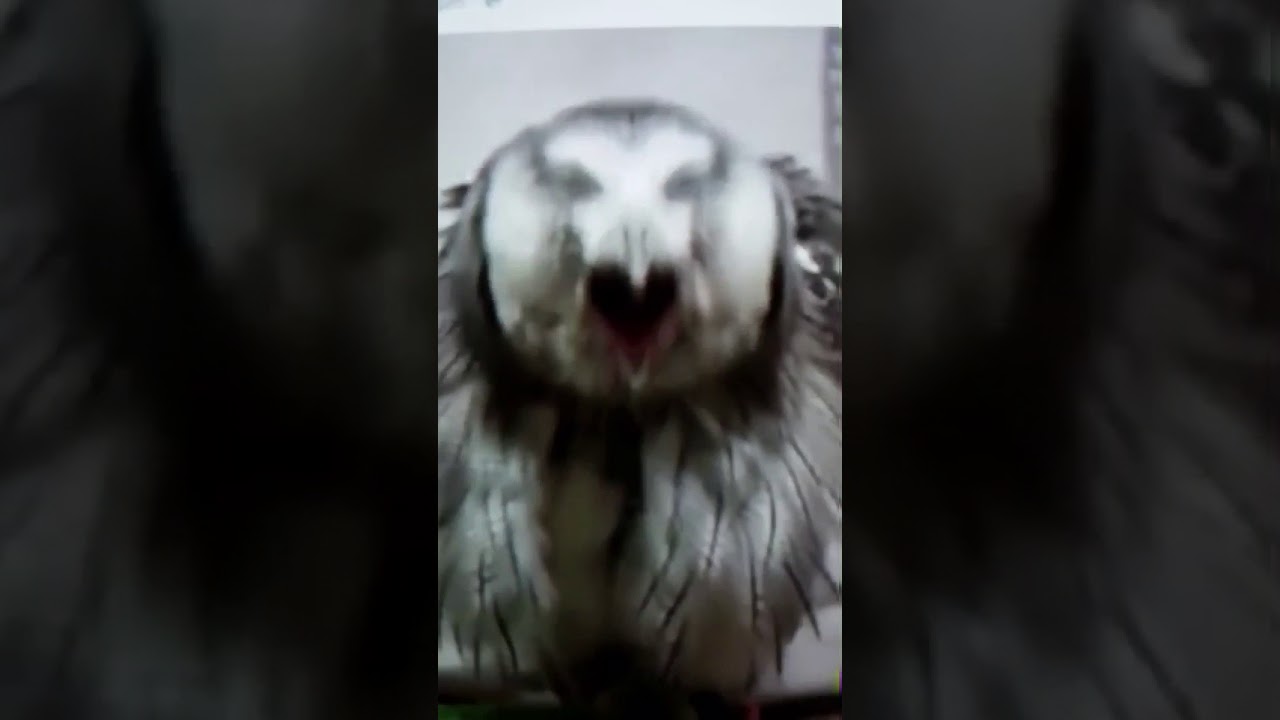 Owl talking - YouTube