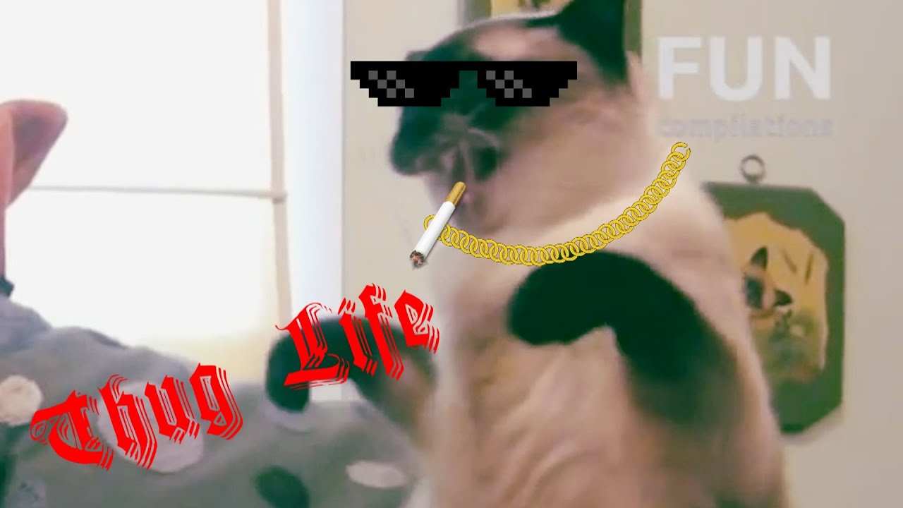 Animal Thug Life Compilation - YouTube
