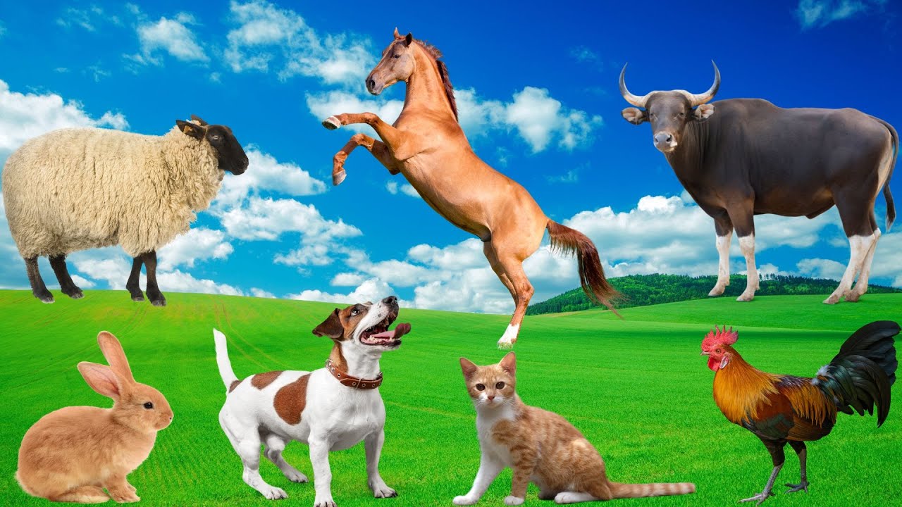 Familiar Animals - Horse, Buffalo, Chicken, Dog, Cat - Animal World ...
