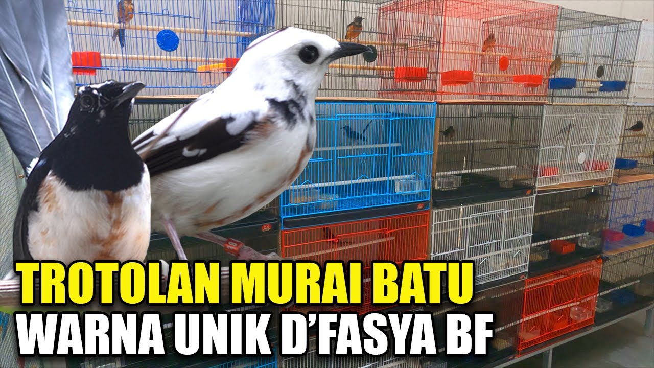 REVIEW ANAKAN MURAI BATU WARNA UNIK BLOROK EKSTRIM, SUPAK, PANDA DI ...