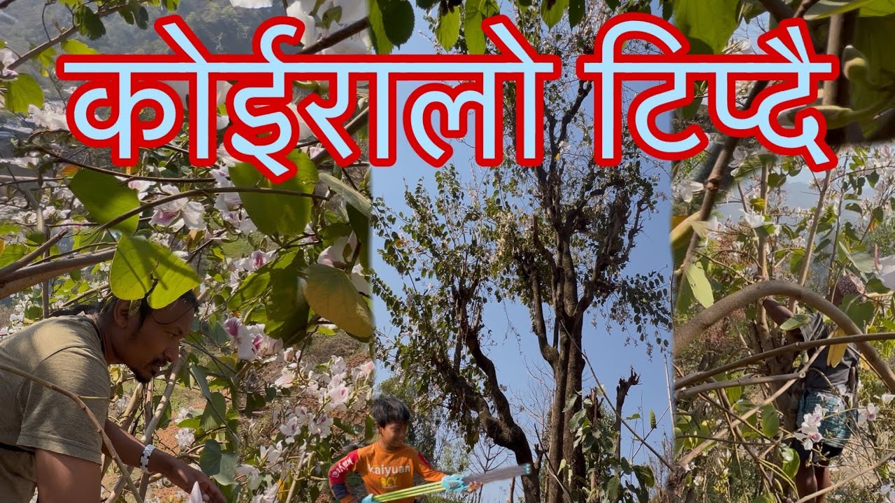 Koiralo tipdai dhading 🥰 ️🙏 ॥BRSvlog॥ - YouTube